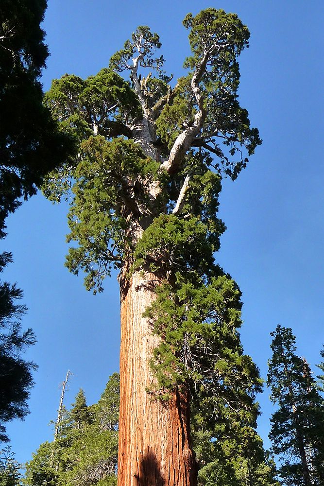 Que voir dans le parc national de Kings Canyon ? - ©FarWest Que voir dans le parc national de Kings Canyon ? - ©FarWest